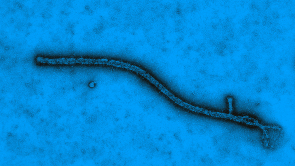 The Ebola virus adapted to better infect humans during the 2013-2016 ...