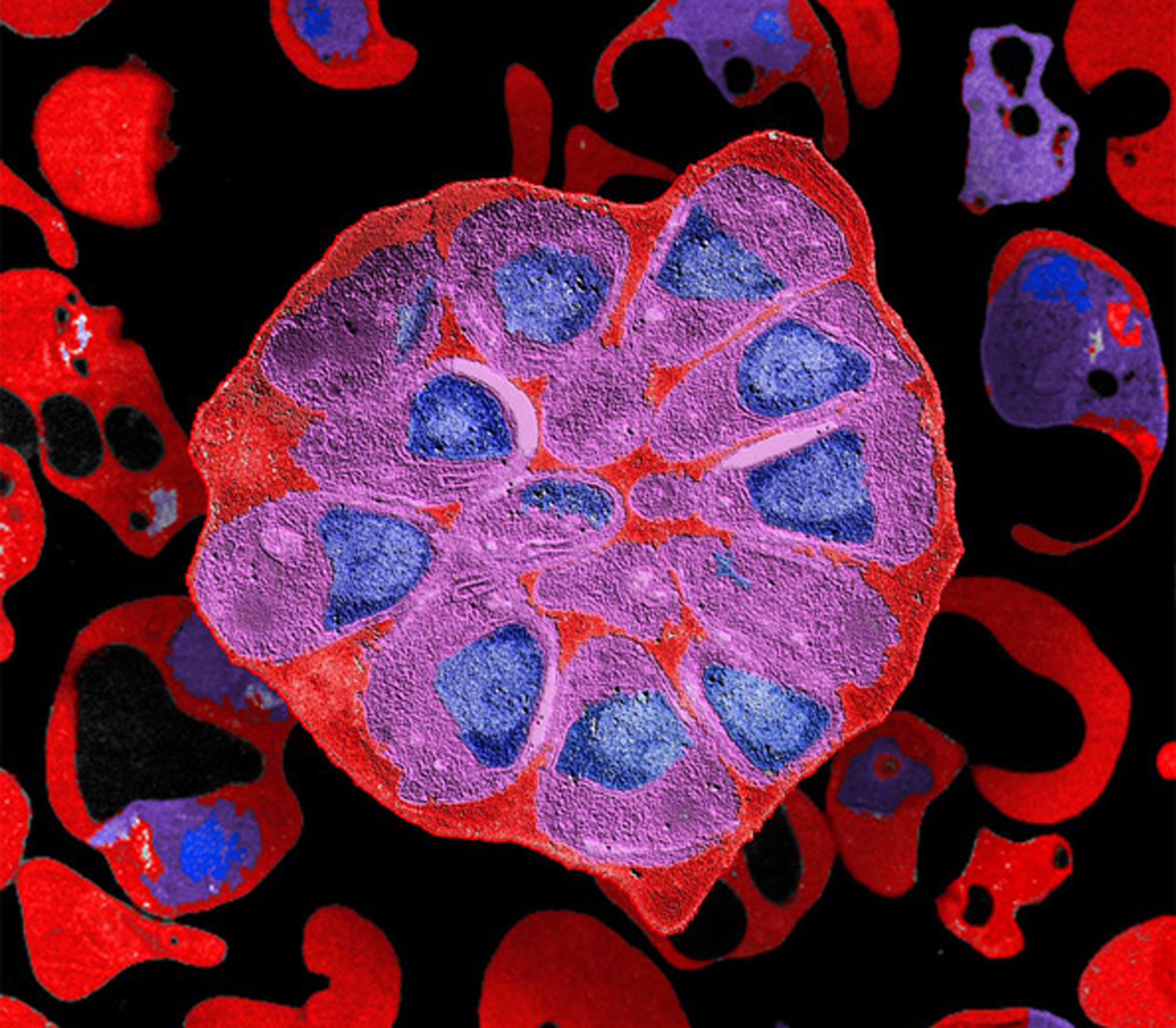 Parasites and Insect Vectors | Institut Pasteur