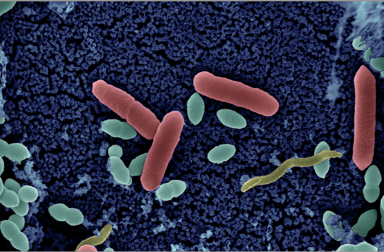 image-raba.png | Institut Pasteur