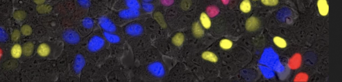 Mechanisms of Living Organisms
