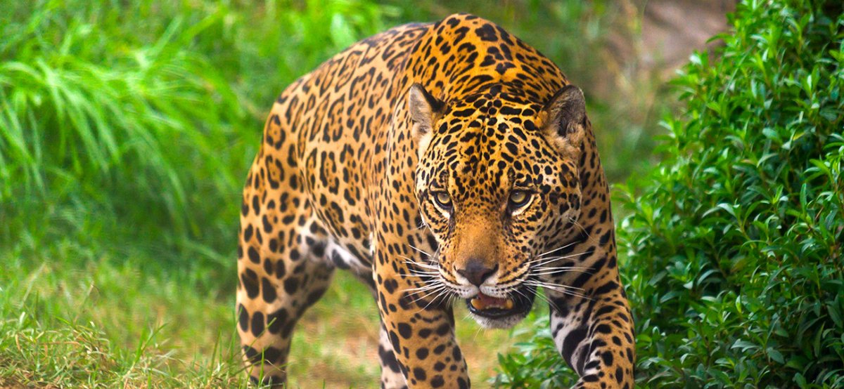 Partir au Gyuana : informations et vaccins voyage - Institut Pasteur