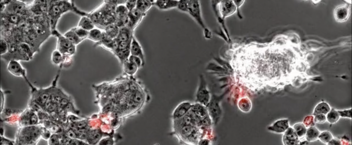 Light shed on SARS-CoV-2 replication in bat cells