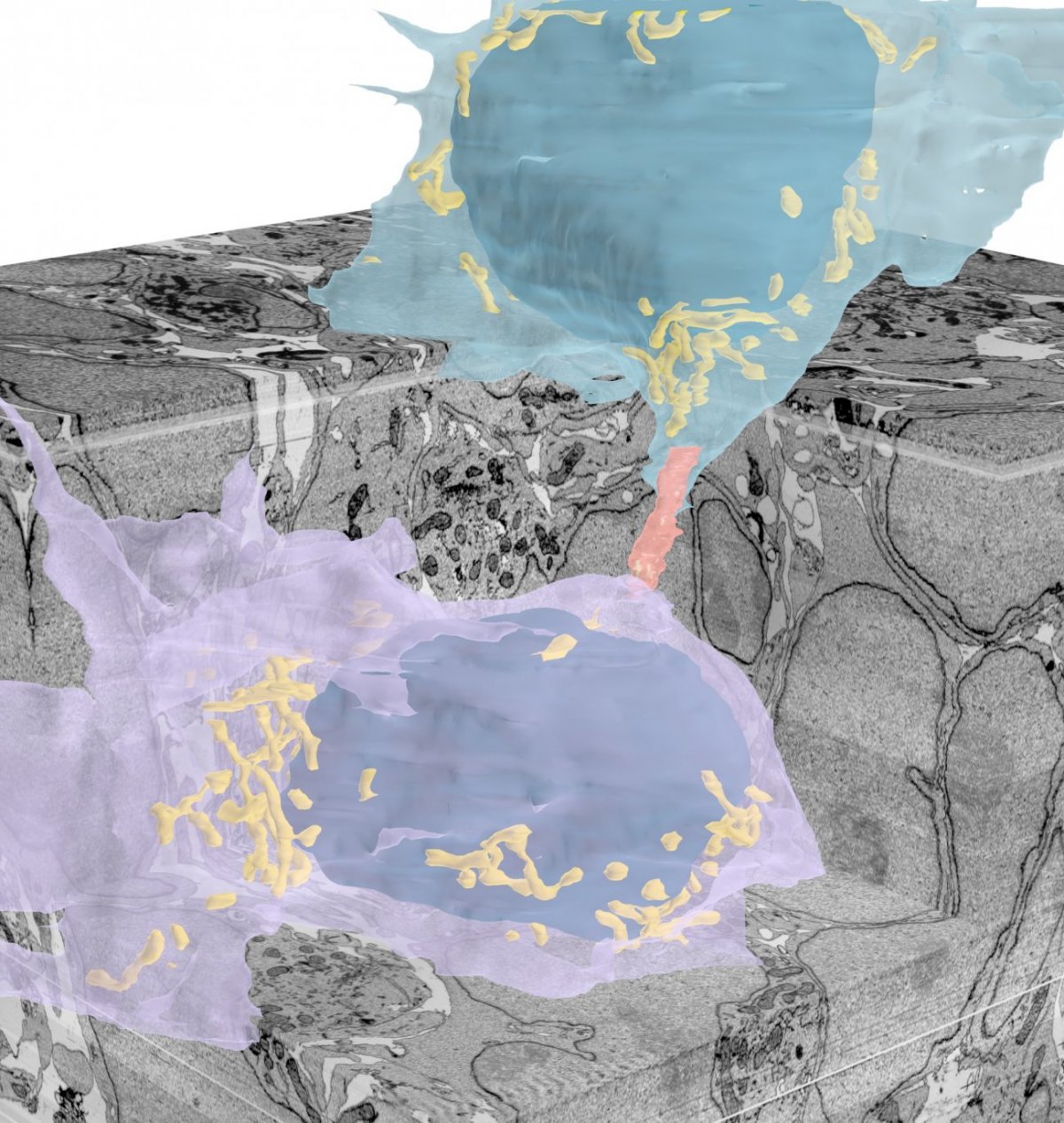 Identification of tunnels connecting neurons in the developing brain ... Identification of tunnels connecting neurons in the developing brain ...