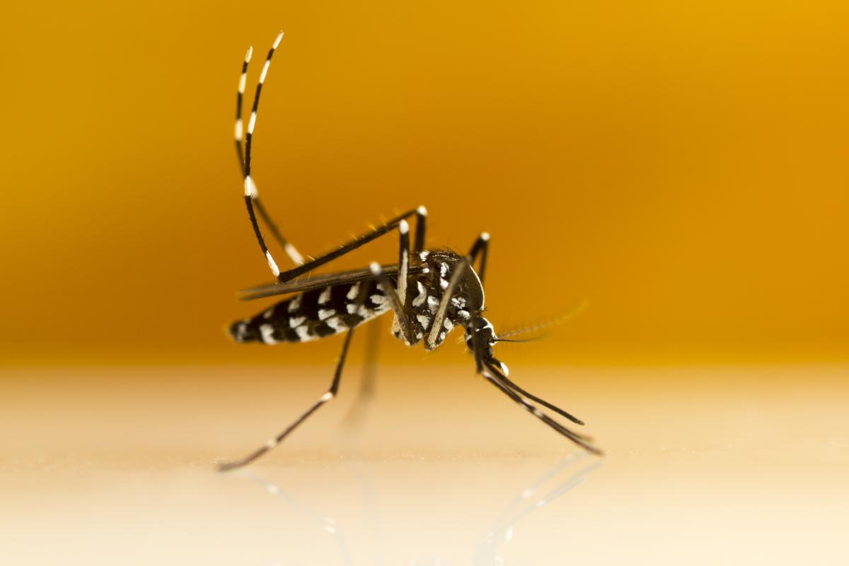 2016 yellow fever outbreak in Brazil: tiger mosquitoes are also capable ...