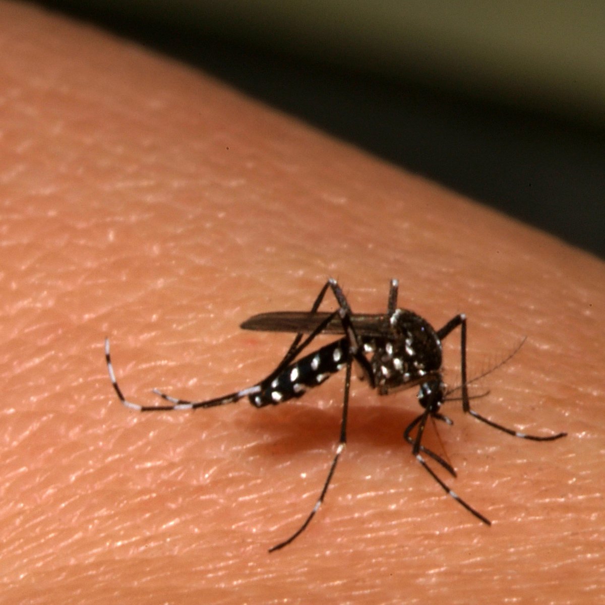 Tiger mosquito in France: 58 départements on red alert
