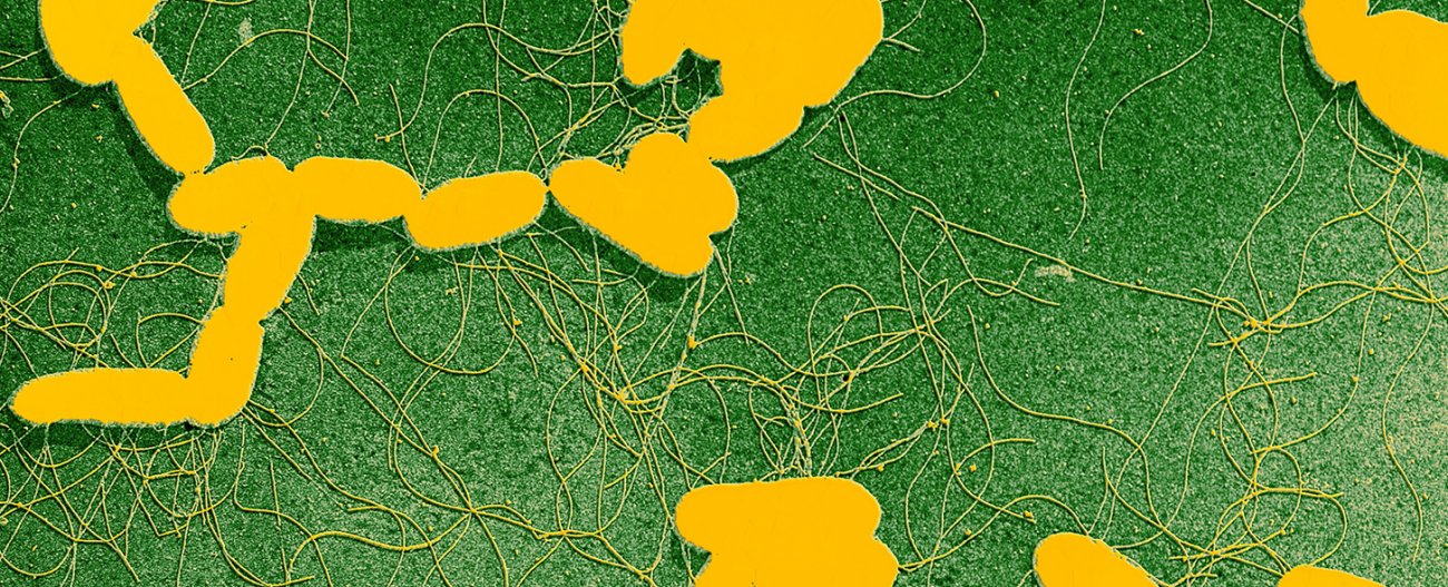 Fièvres typhoïde et paratyphoïde : informations et traitements ...